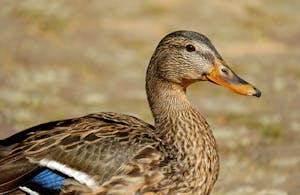 Is Duck Halal? Understanding the Islamic Perspective