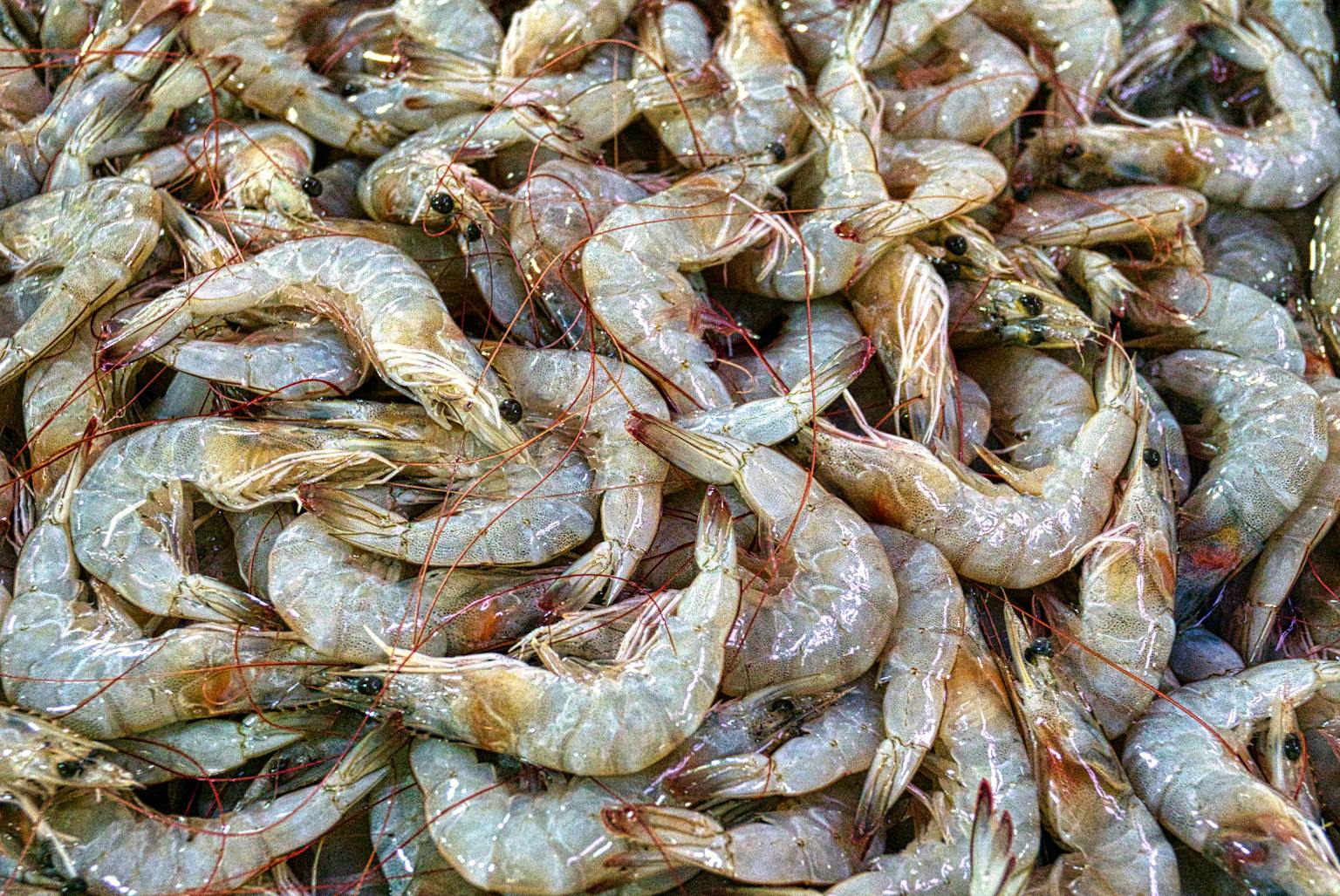 Are Prawns Halal or Haram? Islamic Dietary Guidelines Explained