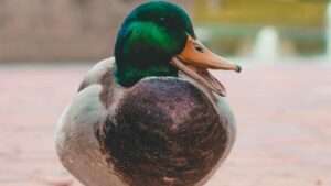 Is Duck Halal? Understanding the Islamic Perspective