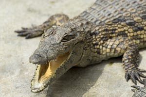 Is E120 Halal or Haram? Learn About This Common Food Additive