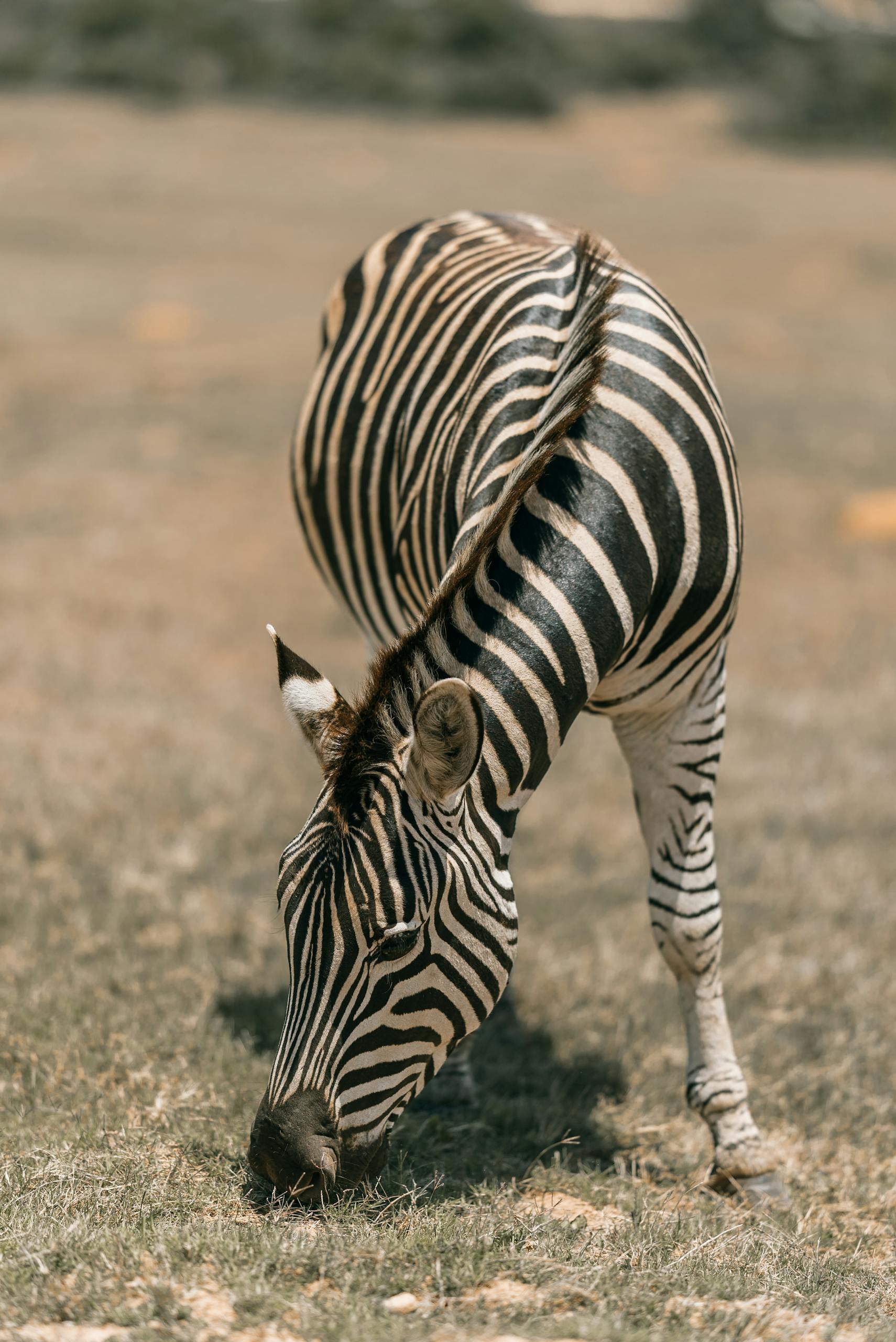 Is Zebra Halal? Islamic Rulings & Health Benefits of Zebra Meat Explained