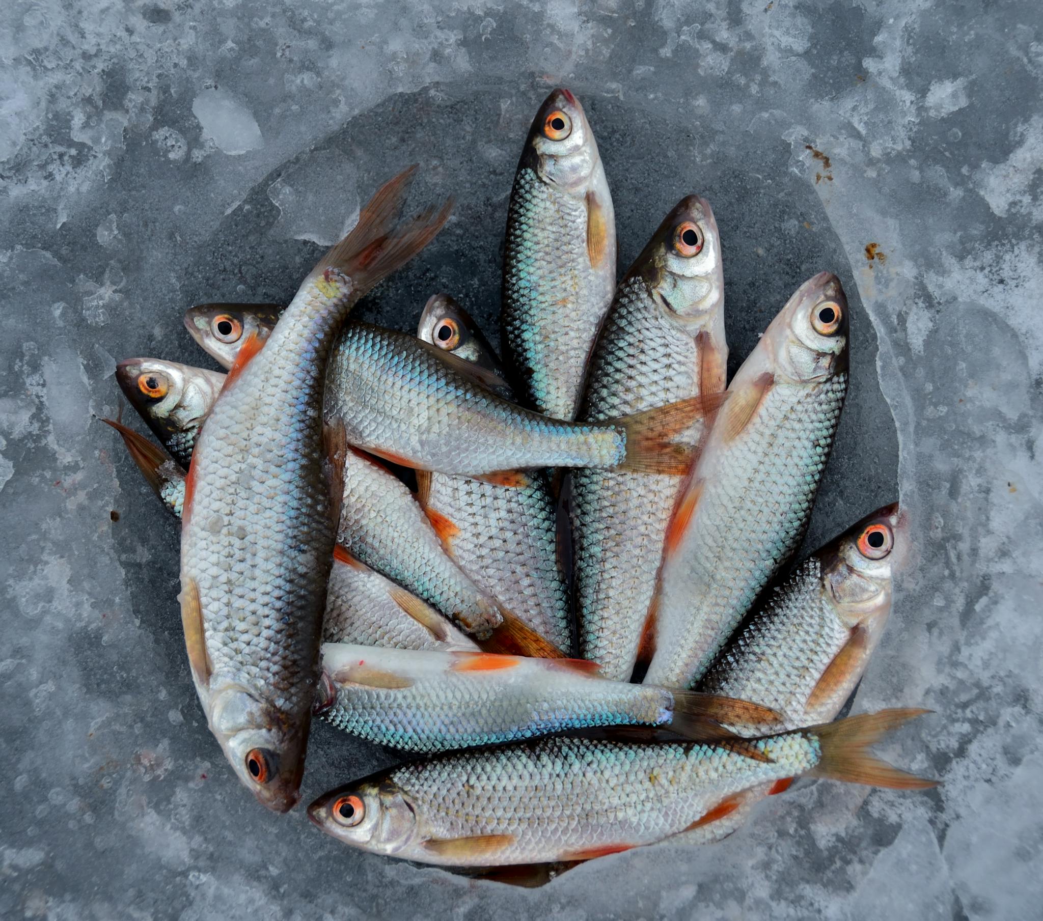 Is Fish Halal? A Complete Guide to Seafood in Islam