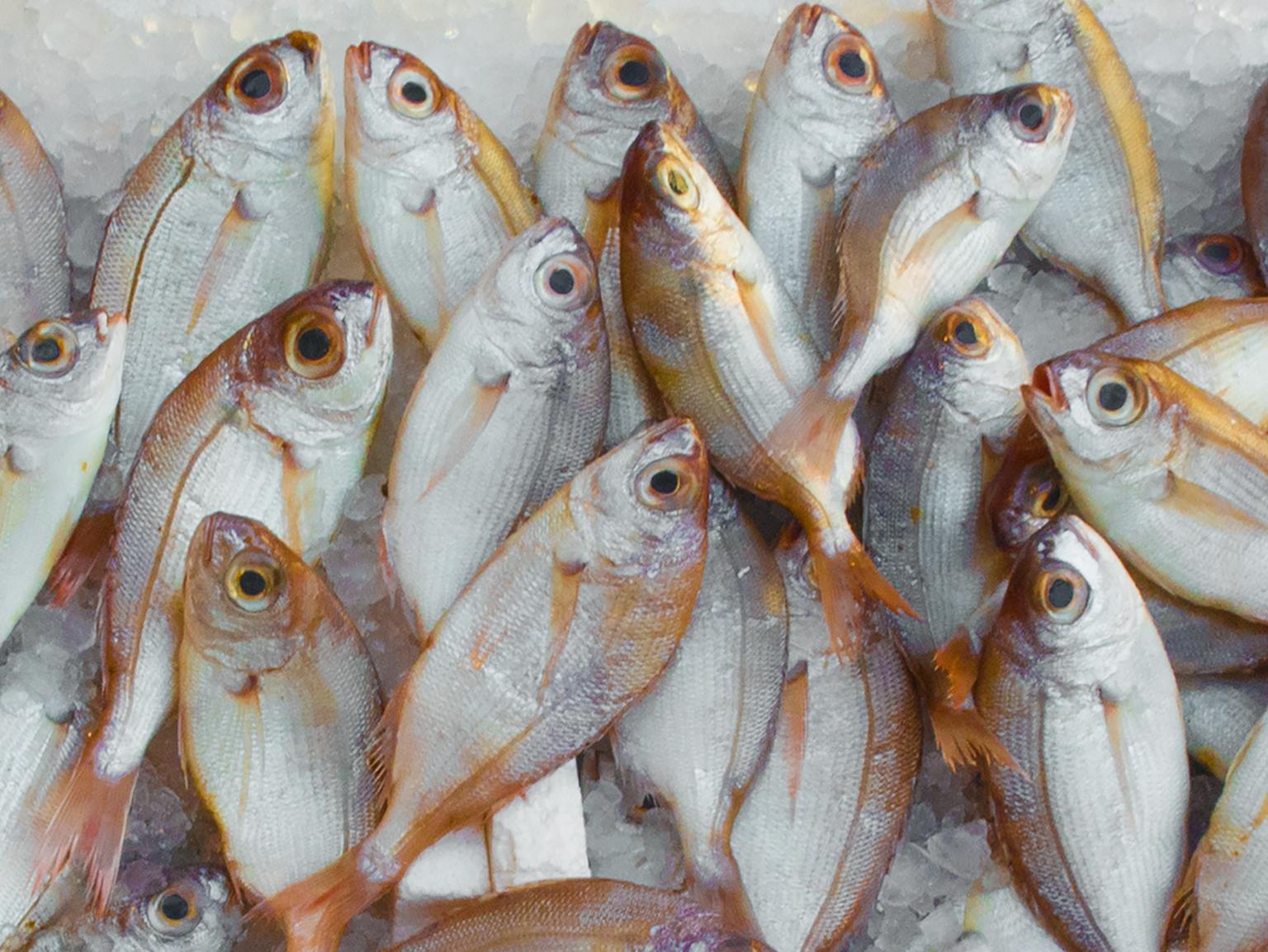 Is Fish Halal? A Complete Guide to Seafood in Islam