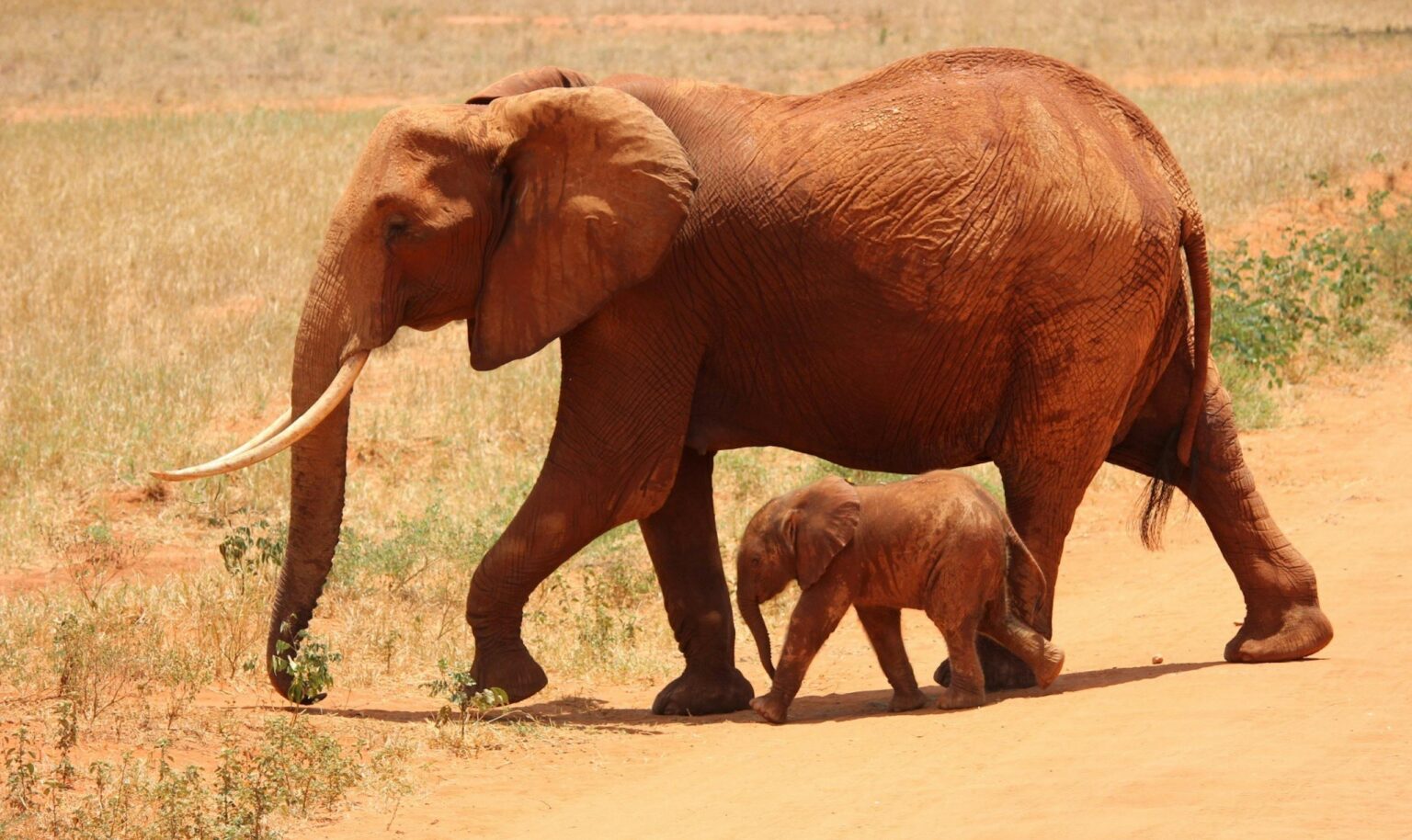 Is Elephant Halal? Islamic Rulings, Hadiths, and Ethical Considerations