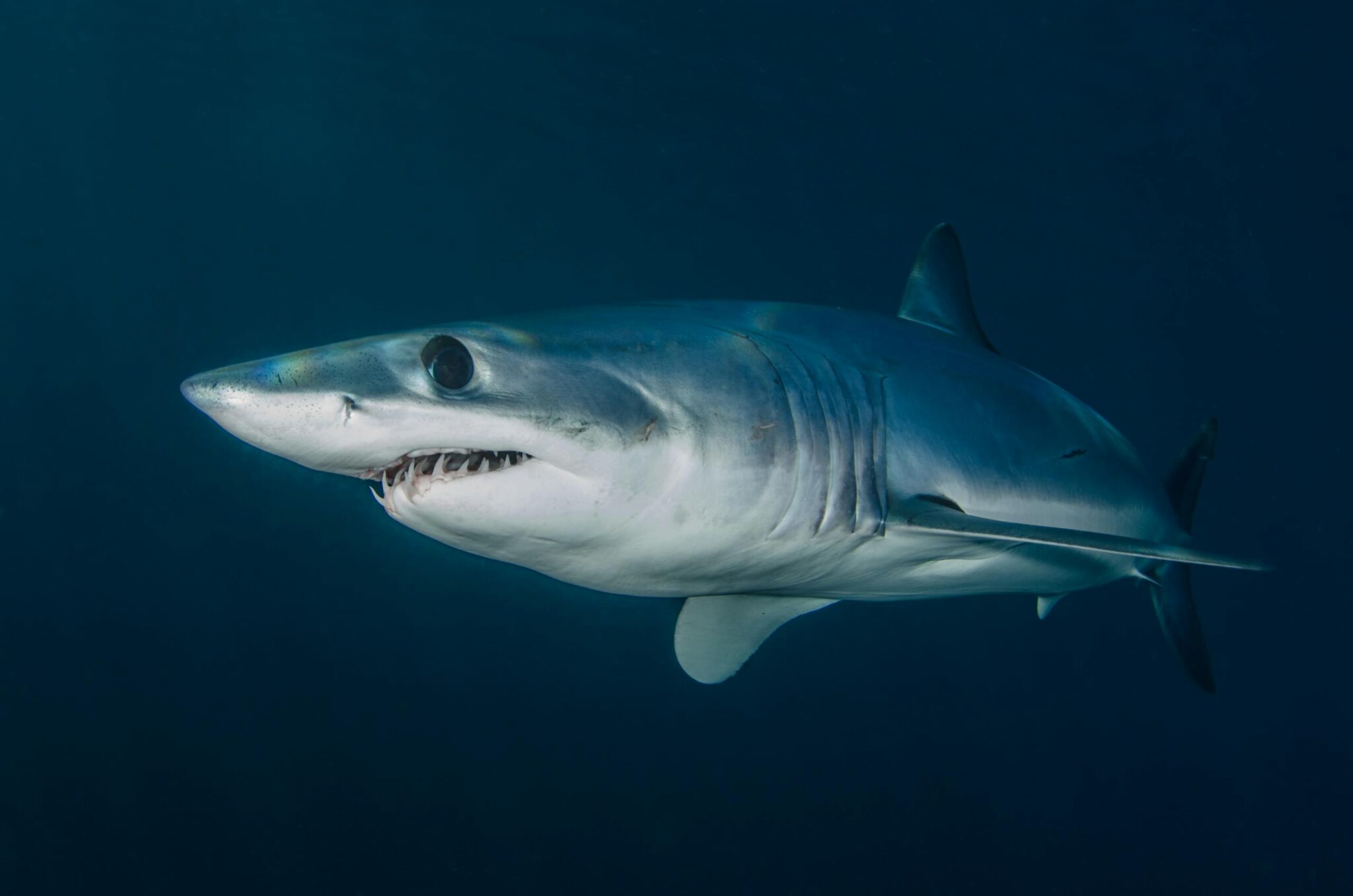 Is Shark Halal? A Complete Guide Based on Quran & Hadith