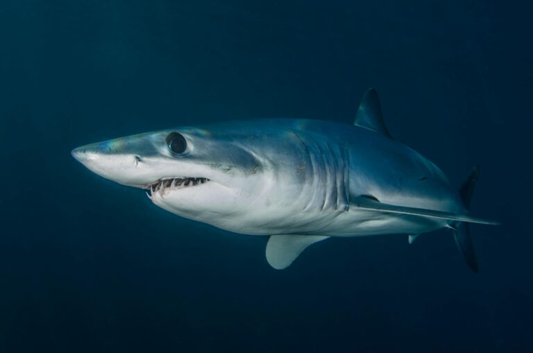 Is Shark Halal? A Complete Guide Based on Quran & Hadith