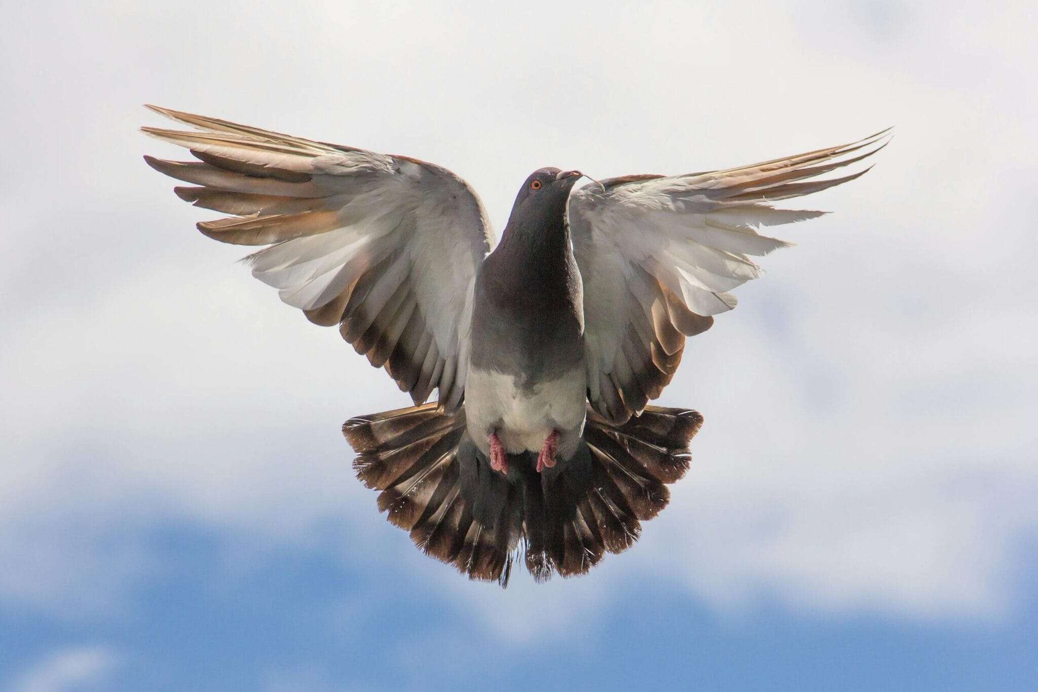 Is Pigeon Halal? A Complete Guide on Eating Pigeons in Islam
