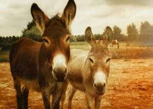 Is Donkey Halal or Haram? Complete Islamic Ruling