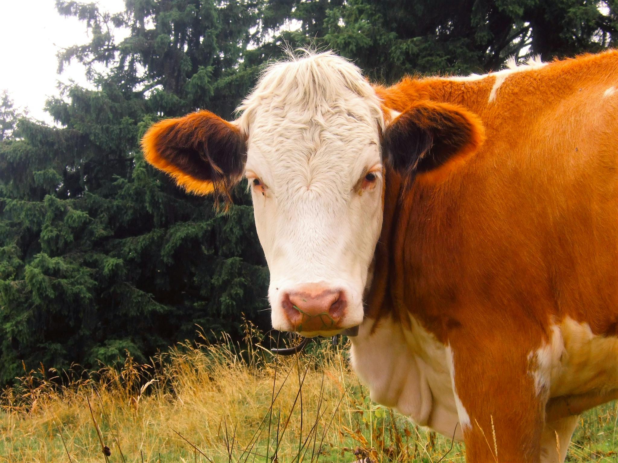 Is Beef Halal or Haram In Islam? A Complete Guide 2025