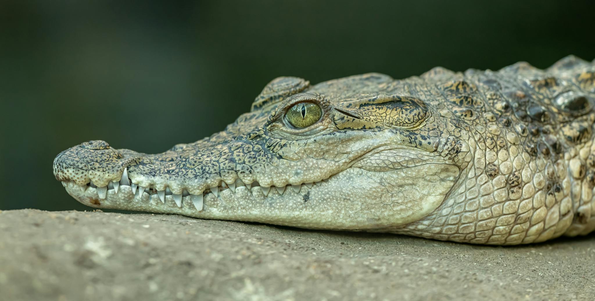 Is Alligator Meat Halal? Learn What Islam Really Says