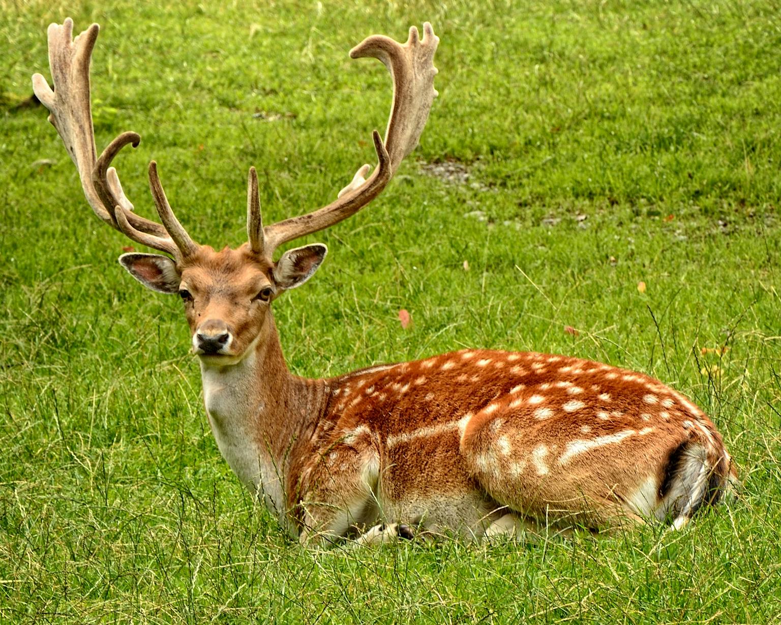 🦌 Is Deer Meat Halal? The Islamic Perspective on Venison Consumption ...