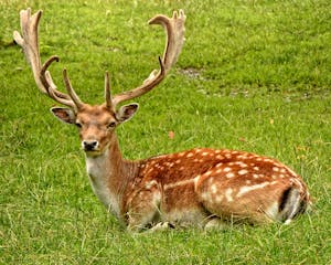 🦌 Is Deer Meat Halal? The Islamic Perspective on Venison Consumption ...