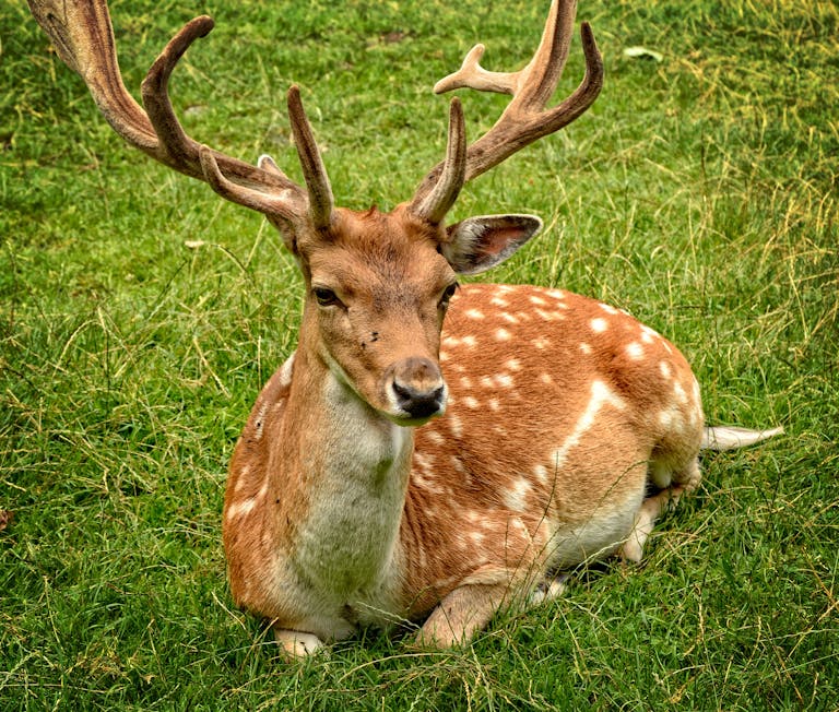 🦌 Is Deer Meat Halal? The Islamic Perspective on Venison Consumption ...