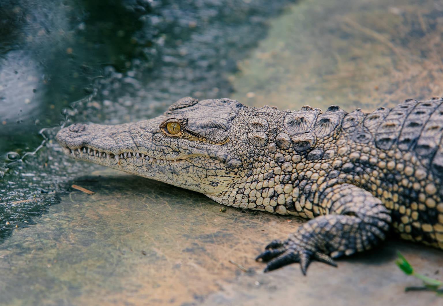 Is Alligator Meat Halal? Learn What Islam Really Says