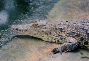 Is Alligator Meat Halal? Learn What Islam Really Says