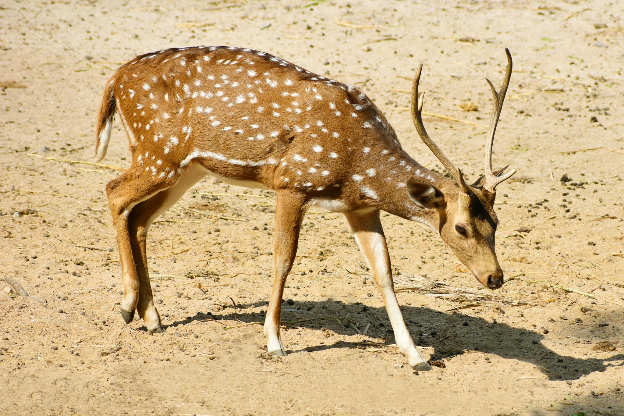 🦌 Is Deer Meat Halal? The Islamic Perspective on Venison Consumption ...