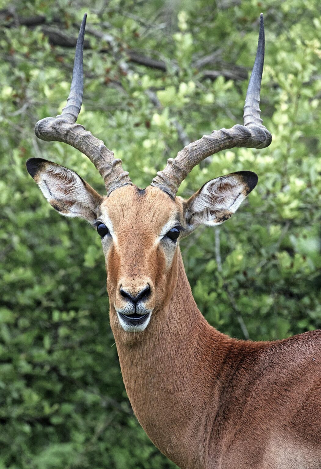🦌 Is Deer Meat Halal? The Islamic Perspective on Venison Consumption ...