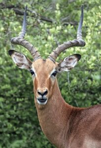 🦌 Is Deer Meat Halal? The Islamic Perspective on Venison Consumption ...